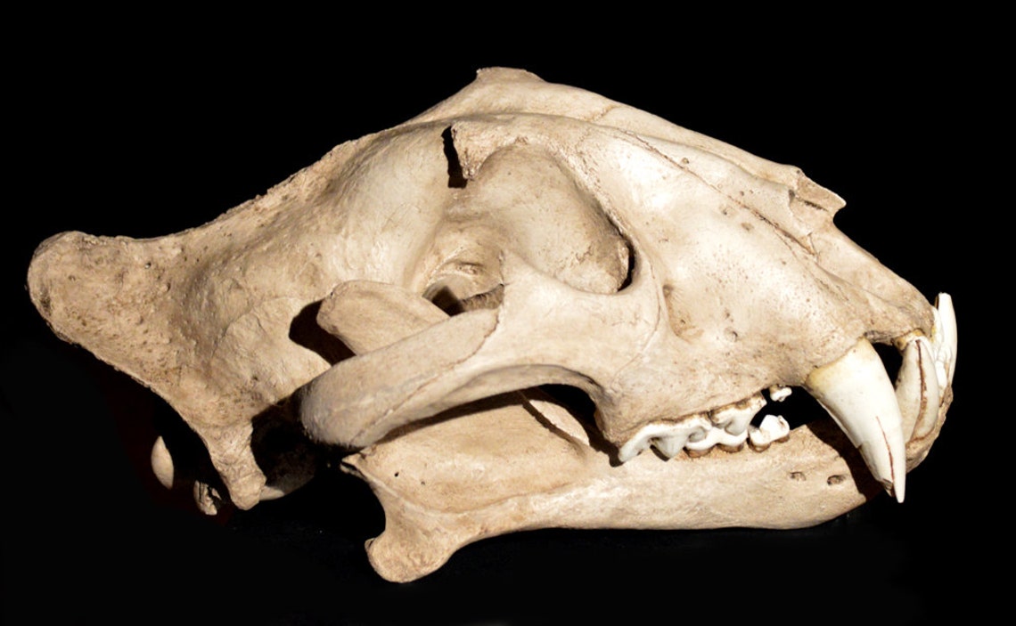 Victorian Antique Tiger Skull Replica | Etsy