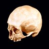 Male Human Skull Replica - Etsy