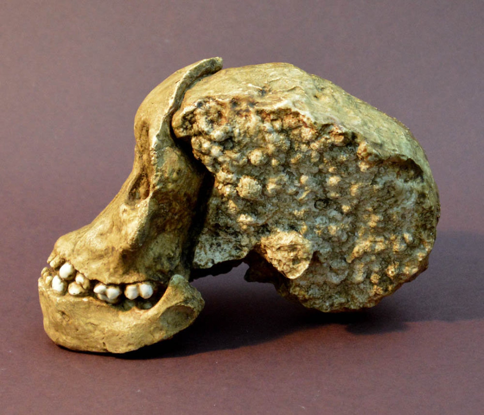 Taung Child Skull Replica - Etsy