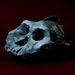 Australopithecus Aethiopicus Skull Replica - Etsy