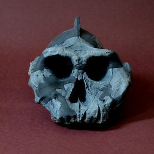 Australopithecus Aethiopicus Skull Replica - Etsy