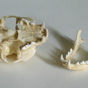 Cat Skull Replica - Etsy