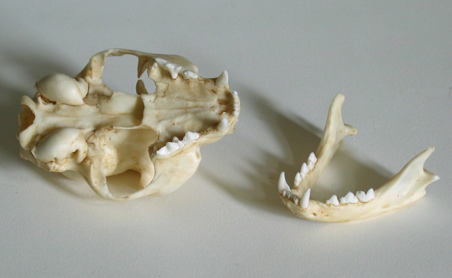 Cat Skull Replica - Etsy