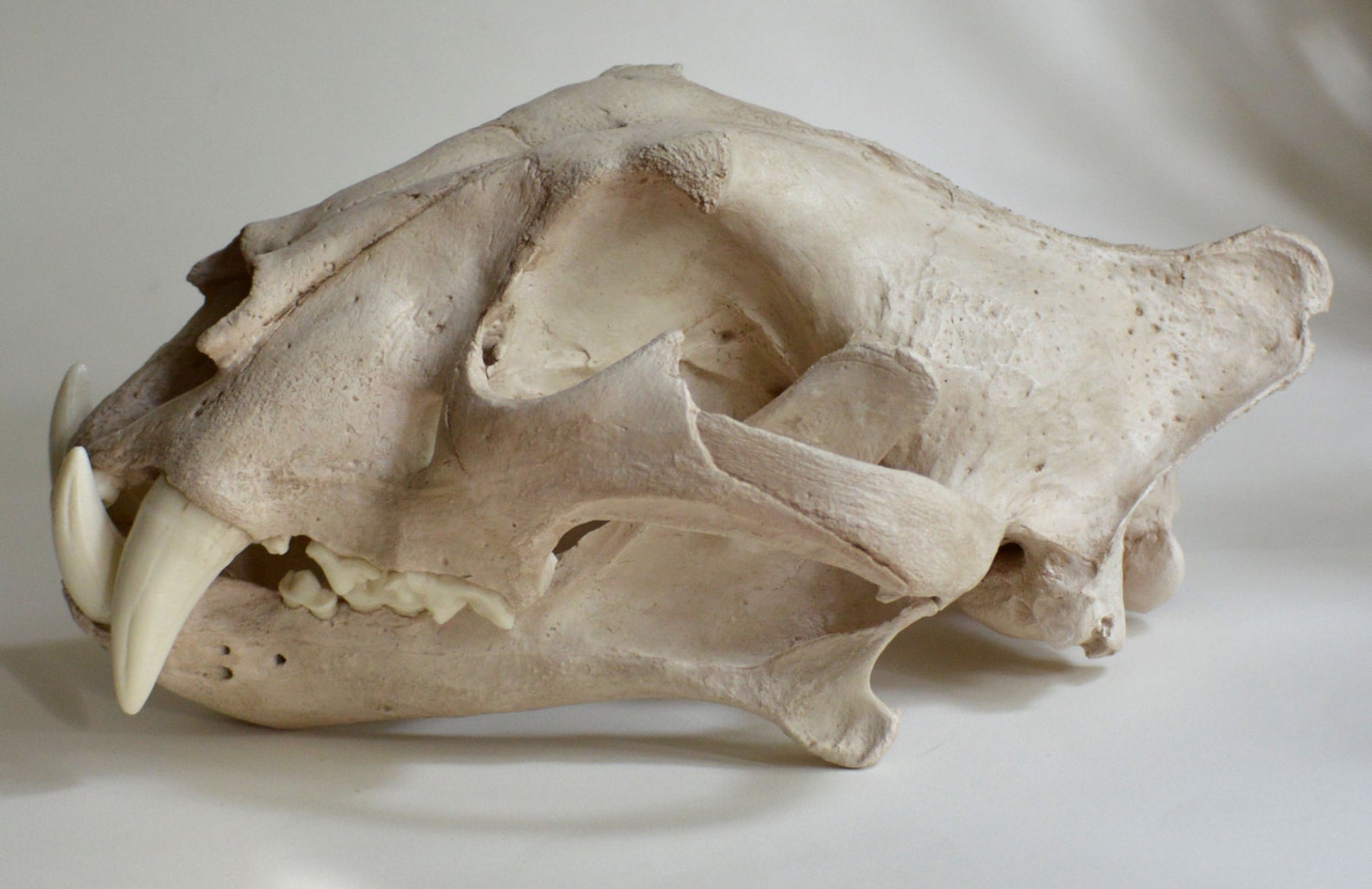 Tiger Skull Replica - Etsy