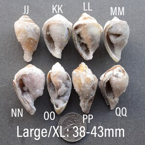 Spiralite Crystallized Shell Necklace, Real Seashell Fossil Druzy ...