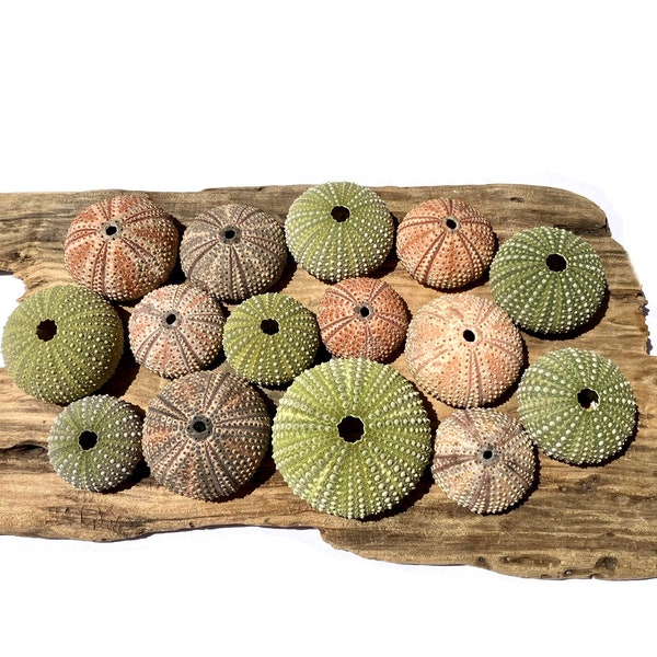 Sea Urchin Shells - Etsy