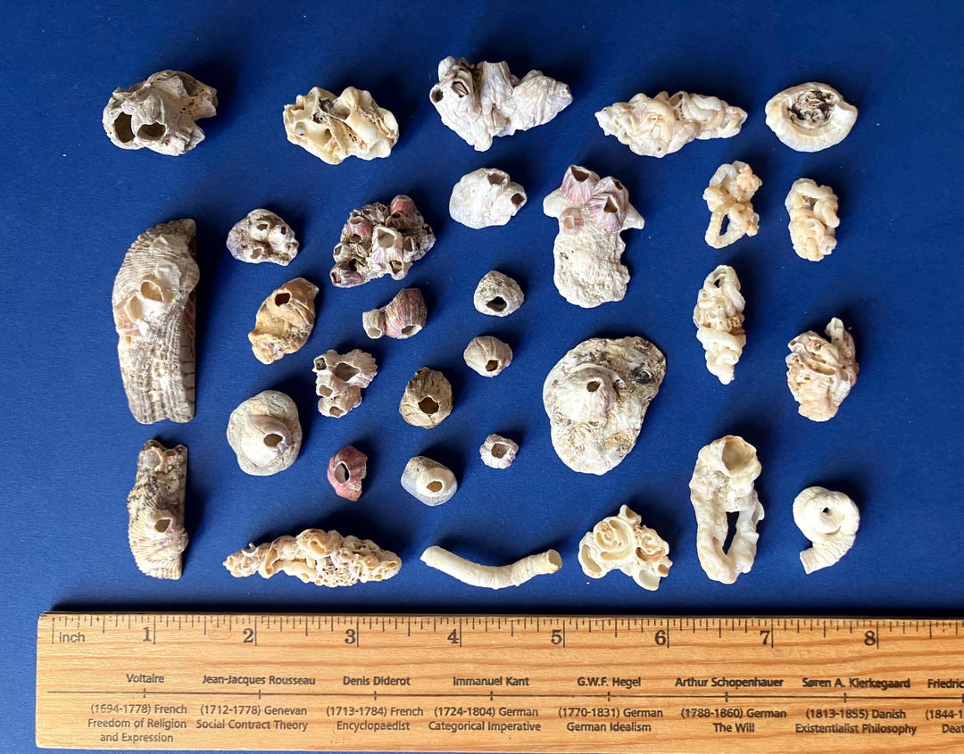 Sea Treasure,a Lot of Very Old Seashells, Barnacle Clusters and Worm ...