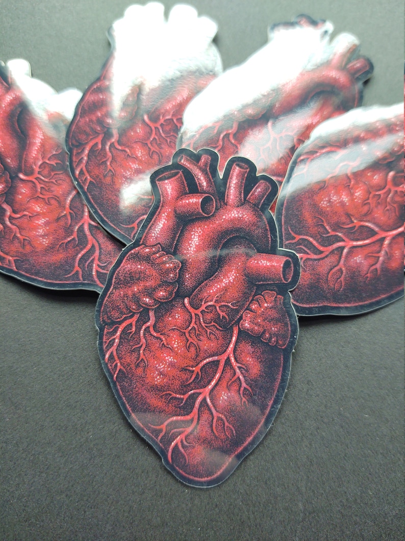 Anatomical Heart Die-cut Vinyl Sticker - Etsy