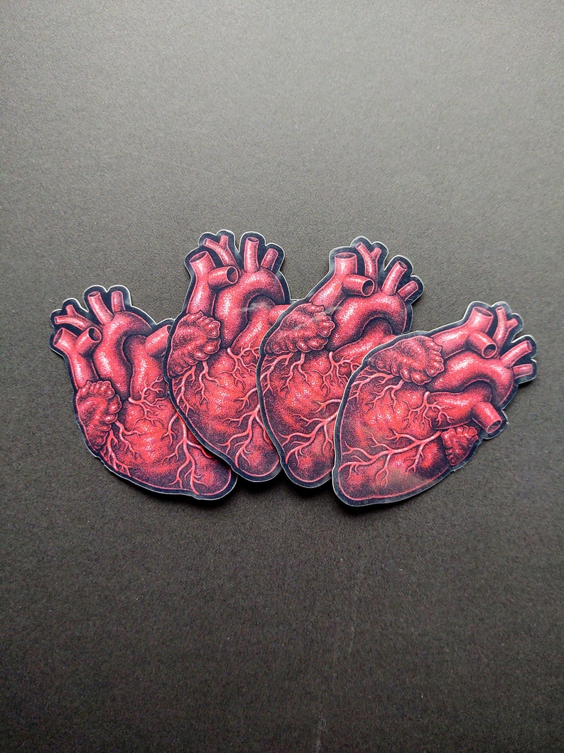 Anatomical Heart Die-cut Vinyl Sticker - Etsy