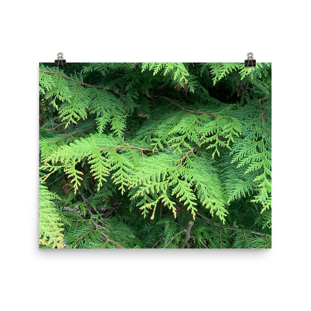 Cedar Branches Poster, Forest Poster, Tree Poster, Cedar Poster, Nature ...
