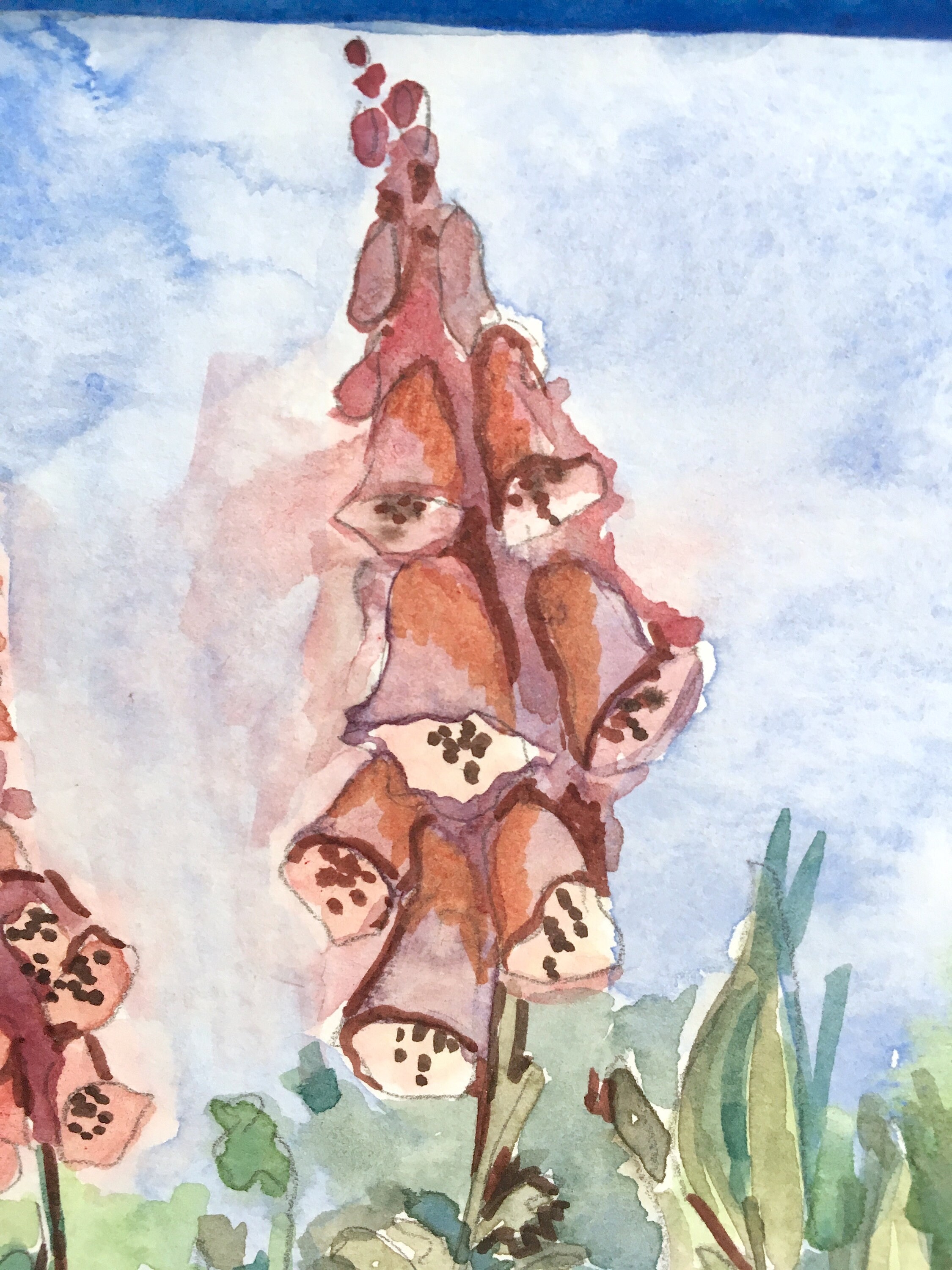 Small Custom Pink Foxglove Flowers Blue Watercolor Watercolour | Etsy