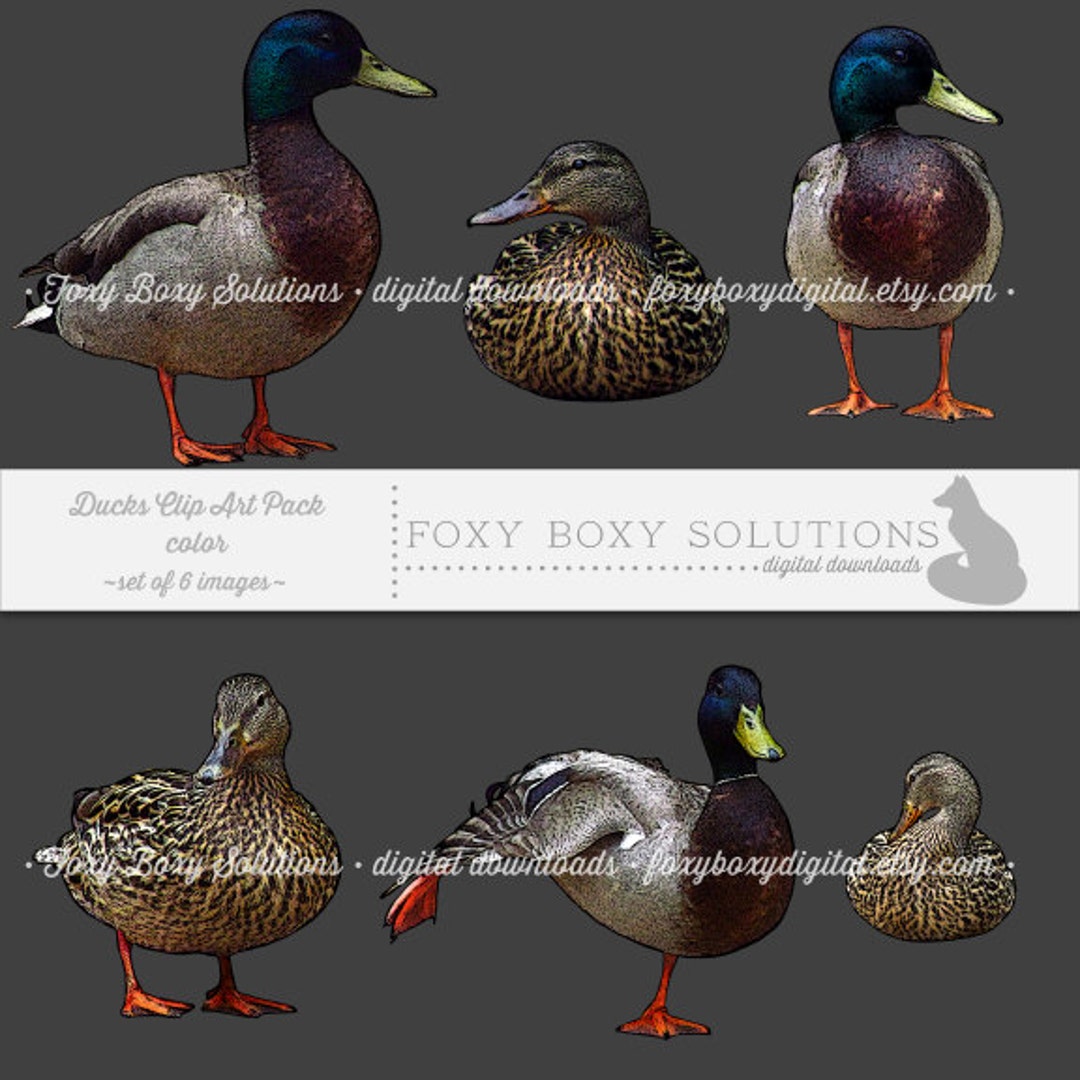 Color Ducks: Clip Art, Set of 6 Images - Etsy
