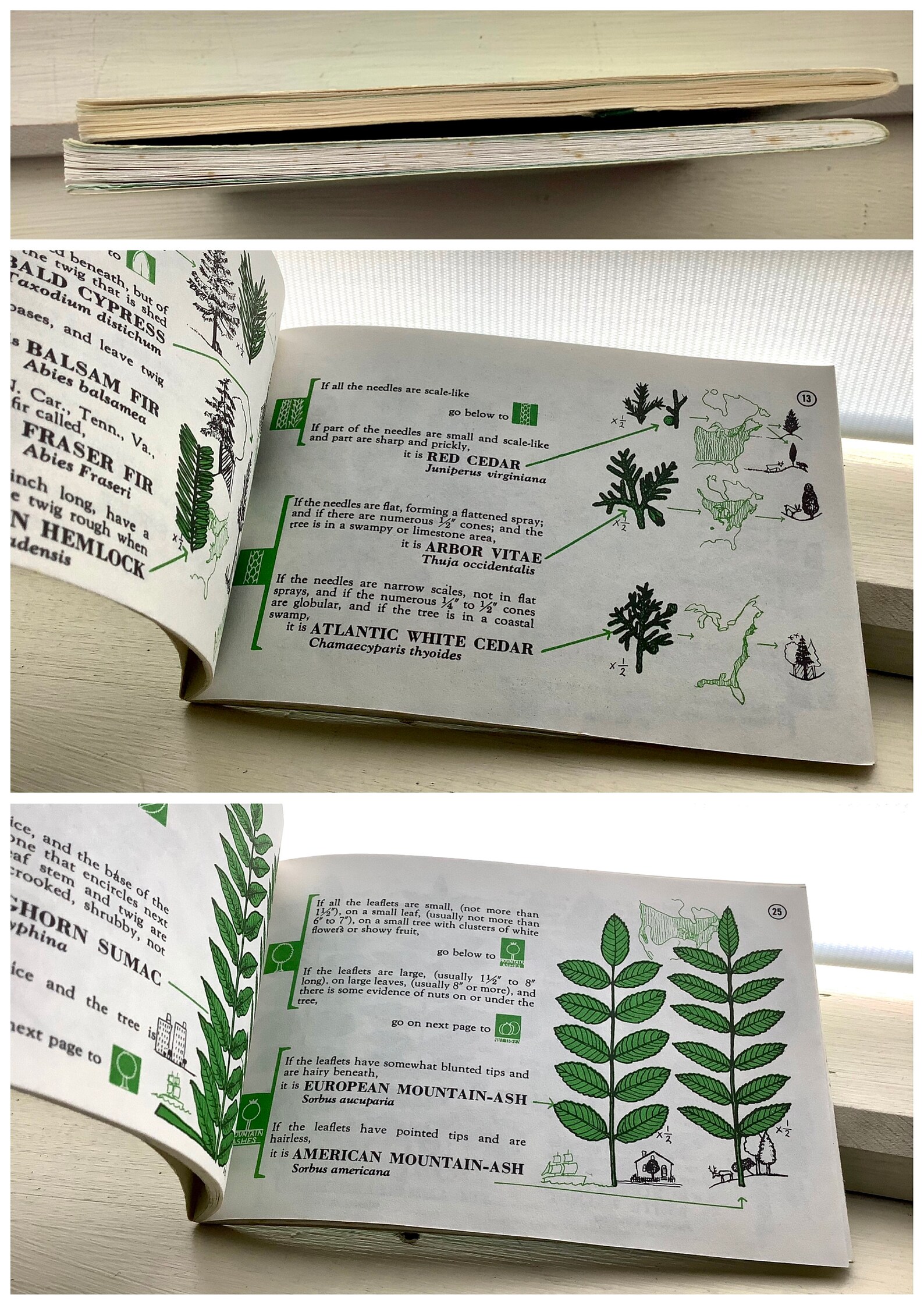 Lot of 2 Nature ID Guide Books: Tree Finder Key Fern Finder - Etsy