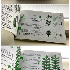 Lot of 2 Nature ID Guide Books: Tree Finder Key Fern Finder - Etsy