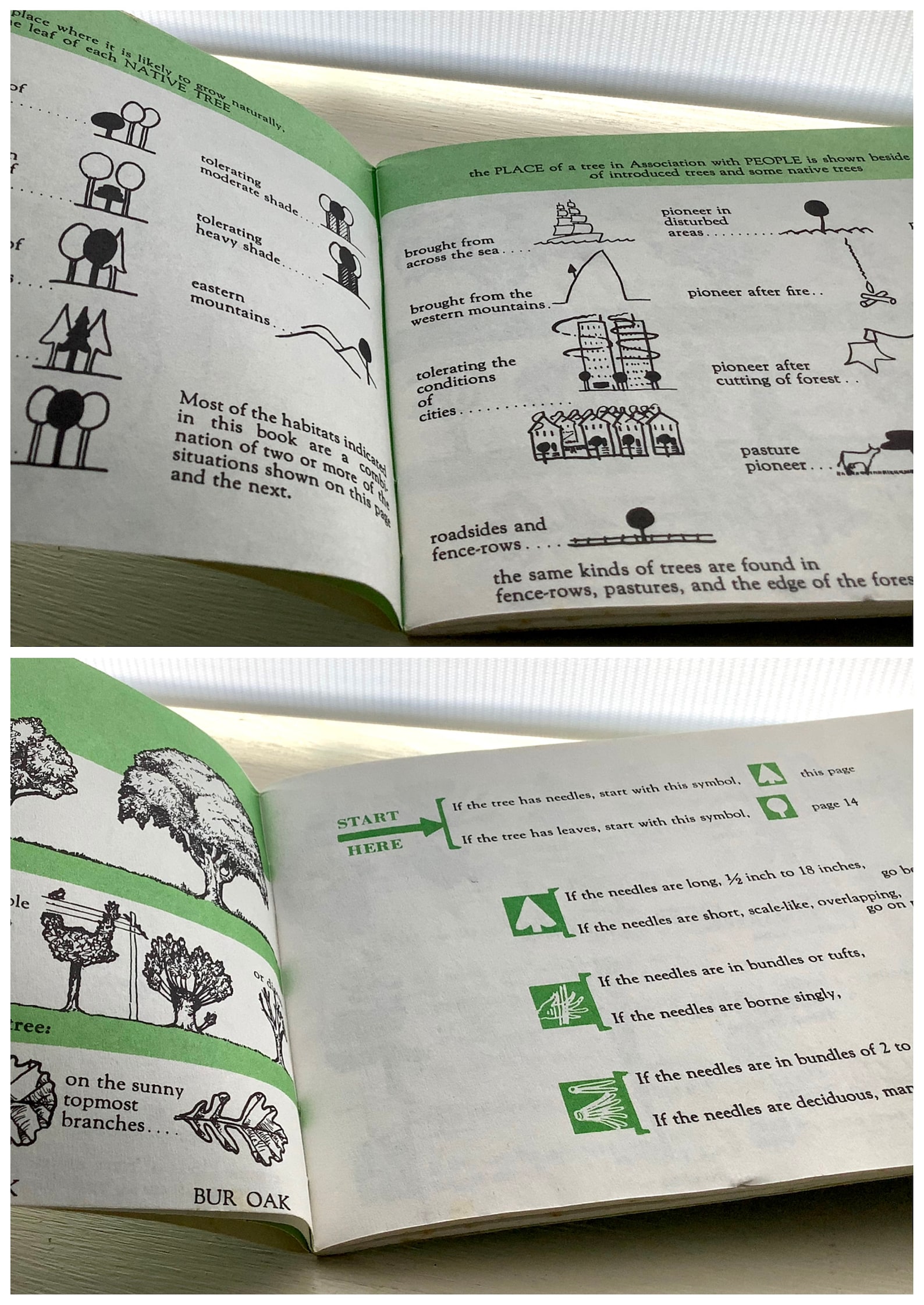 Lot of 2 Nature ID Guide Books: Tree Finder Key Fern Finder - Etsy