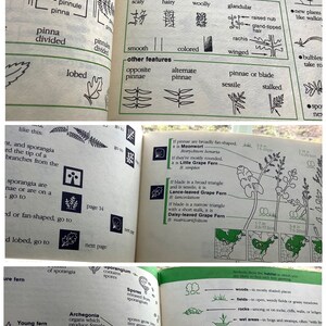 Lot of 2 Nature ID Guide Books: Tree Finder Key Fern Finder - Etsy