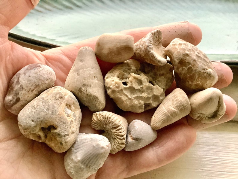Horn Coral Fossils 12 Lake Huron Beachcombing Rocks Lot A | Etsy