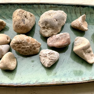 Horn Coral Fossils 12 Lake Huron Beachcombing Rocks Lot A - Etsy