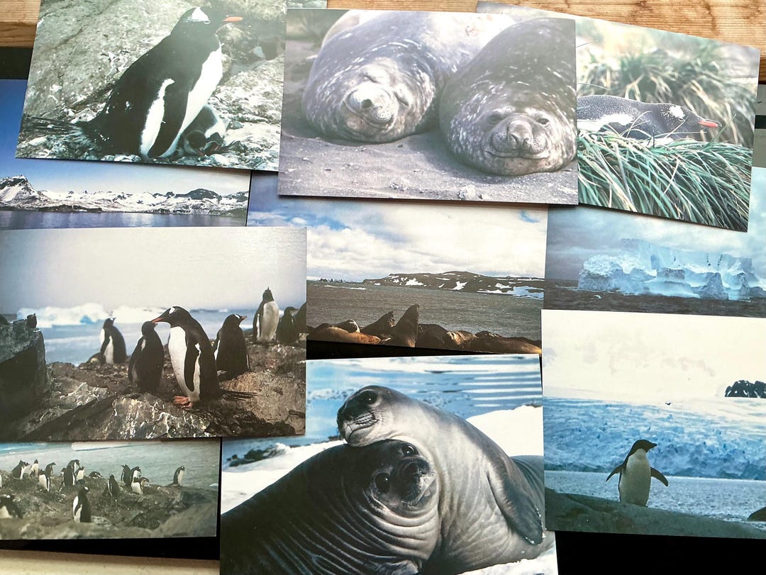 U Pick Antarctica Postcards: Vintage Photos - Seals, Penguins, Icebergs ...