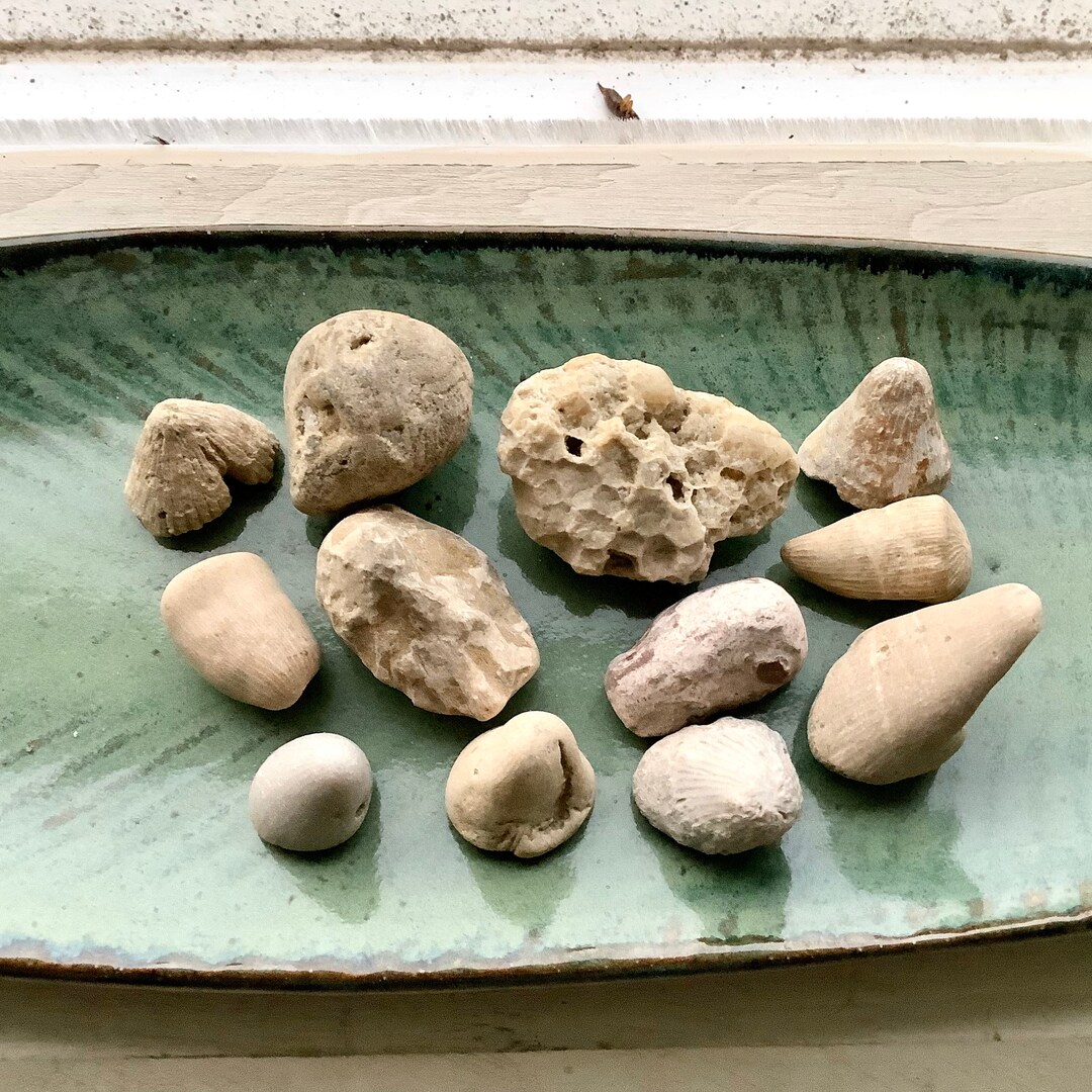 Horn Coral Fossils 12 Lake Huron Beachcombing Rocks Lot A - Etsy