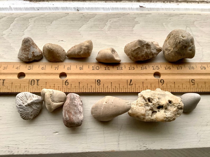 Horn Coral Fossils 12 Lake Huron Beachcombing Rocks Lot A | Etsy
