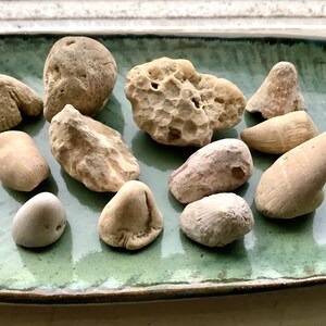 Horn Coral Fossils 12 Lake Huron Beachcombing Rocks Lot A - Etsy