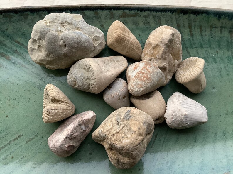 Horn Coral Fossils 12 Lake Huron Beachcombing Rocks Lot A | Etsy