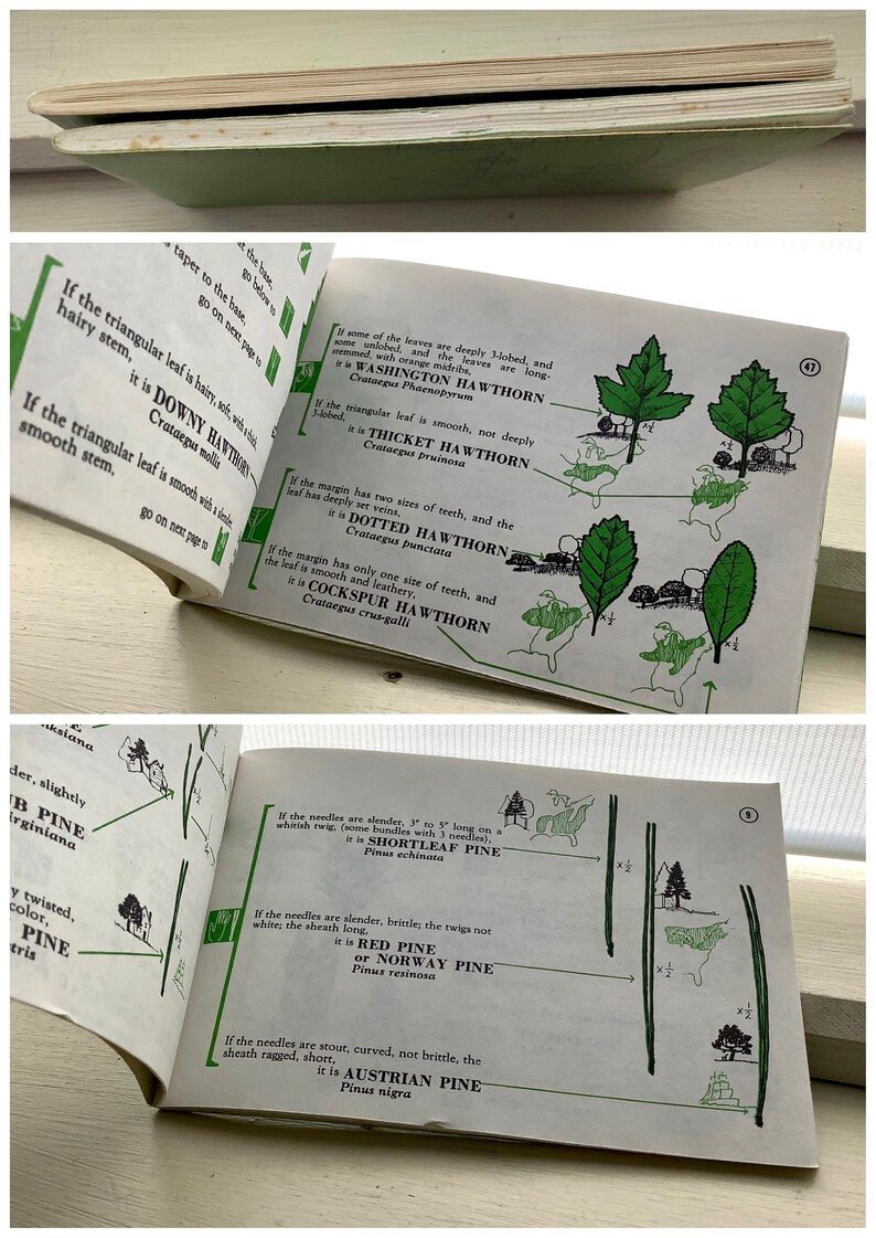 Lot of 2 Nature ID Guide Books: Tree Finder Key Fern Finder - Etsy