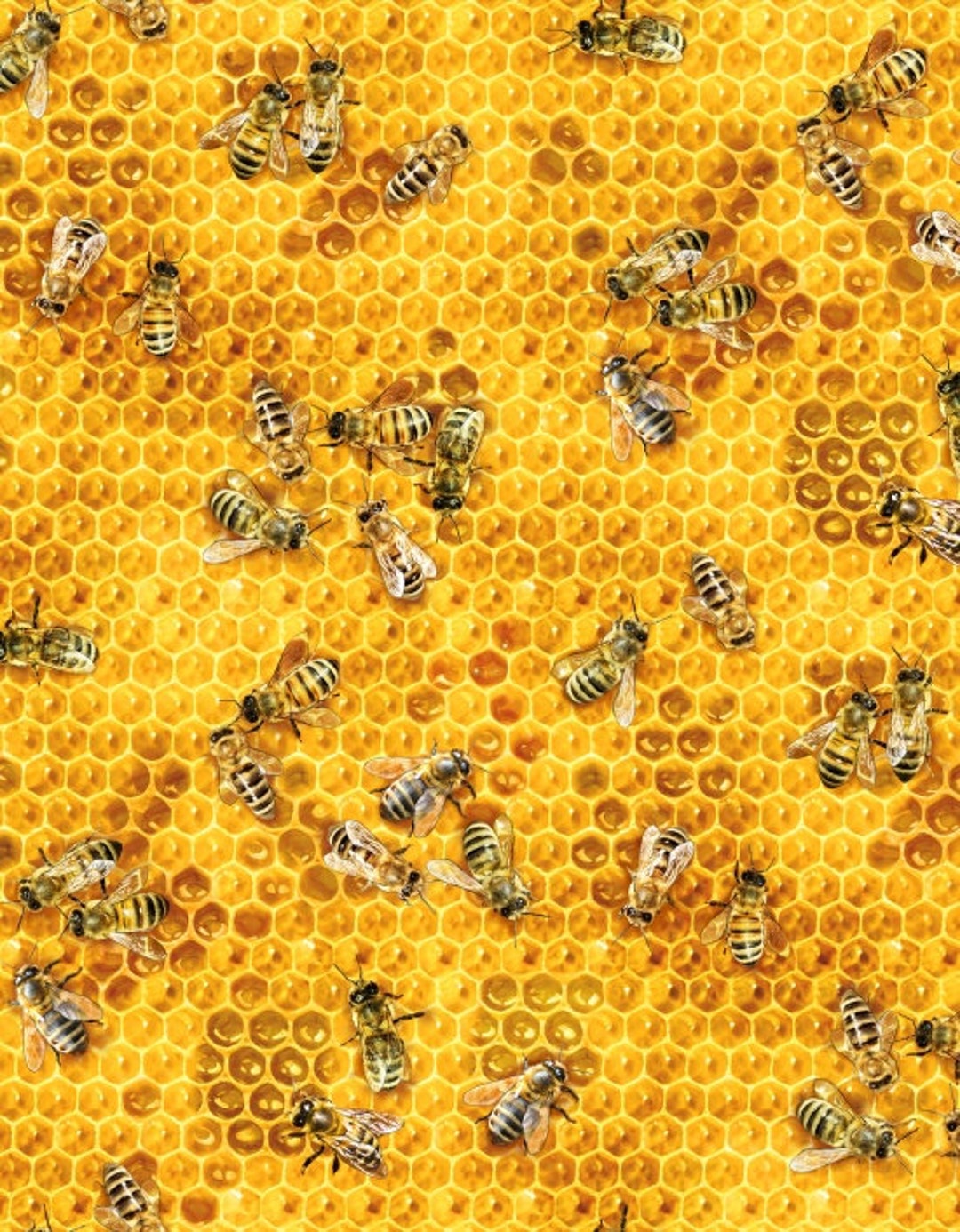 Fat Quarter Honey Bee on Honeycomb Cotton Quilting Fabric Elizabeth's ...