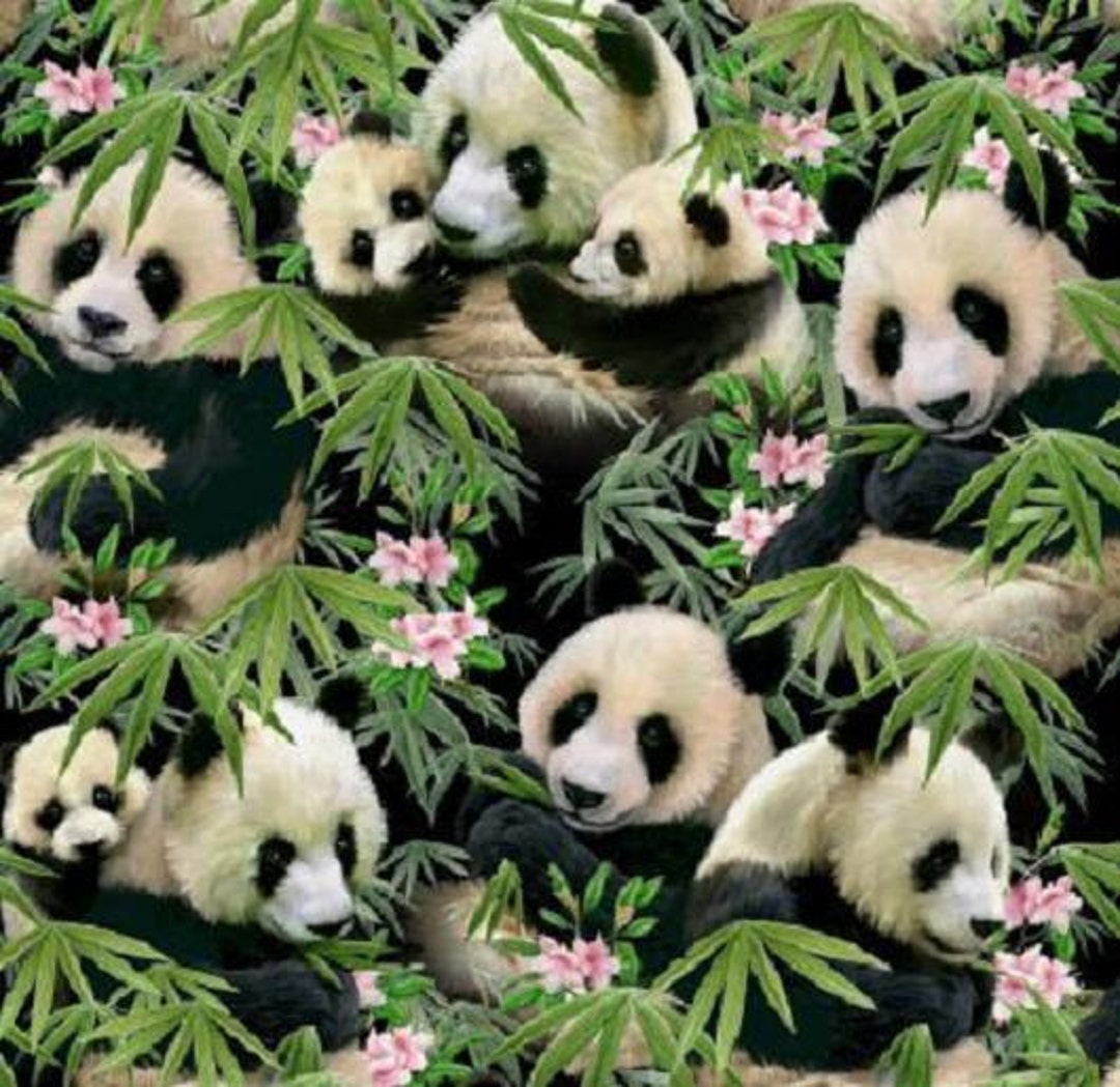 Fat Quarter Panda Bears Pandamania 100% Cotton Quilting Fabric 1230 ...
