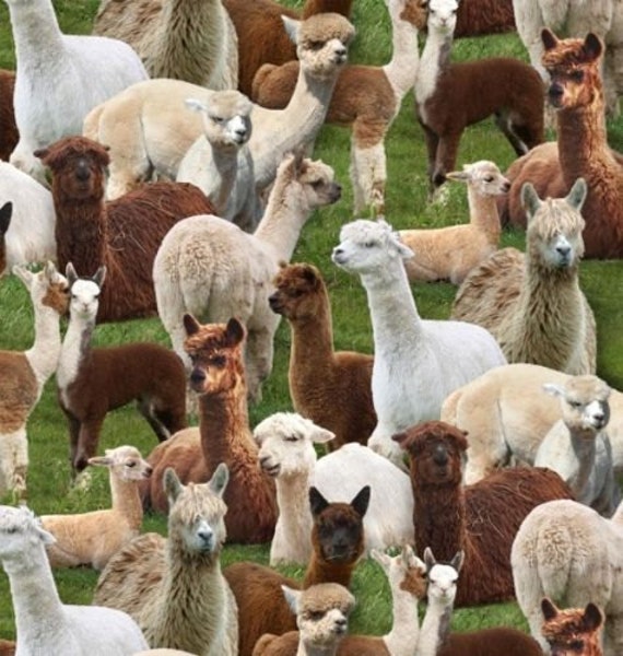 Fat Llamas
