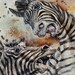 Zebra Painting, Scars and Stripes Print of Two Zebras Fighting, African ...