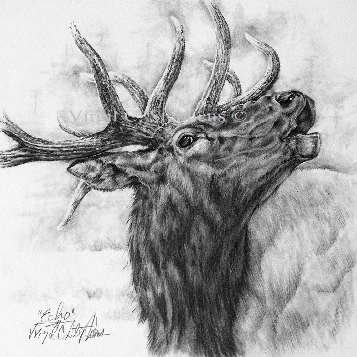 Elk, Echo, Pencil Drawing of the Majestic Rocky Mountain Elk in the ...