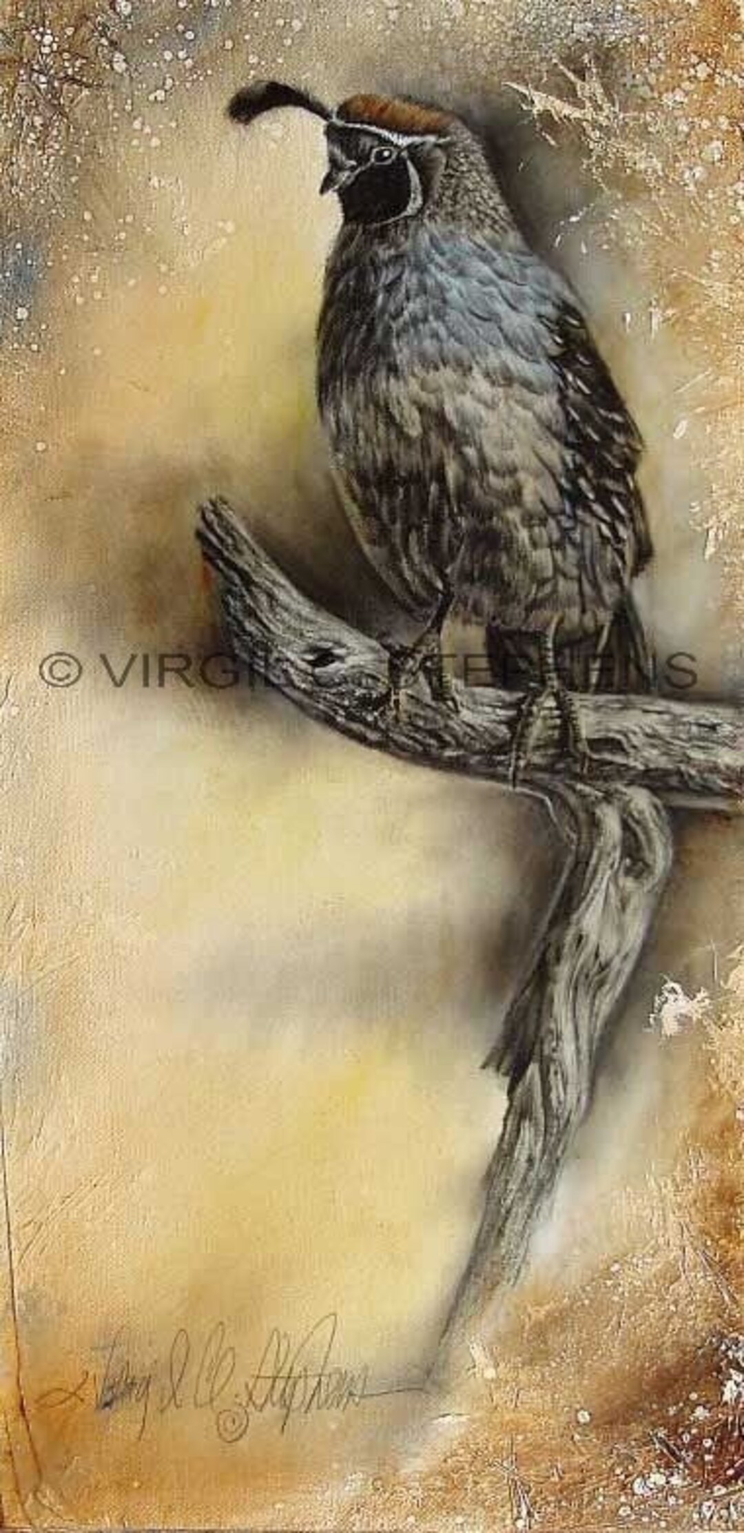 Gamble's Quail, Legal Resident, Print From My Original Oil Painting of ...