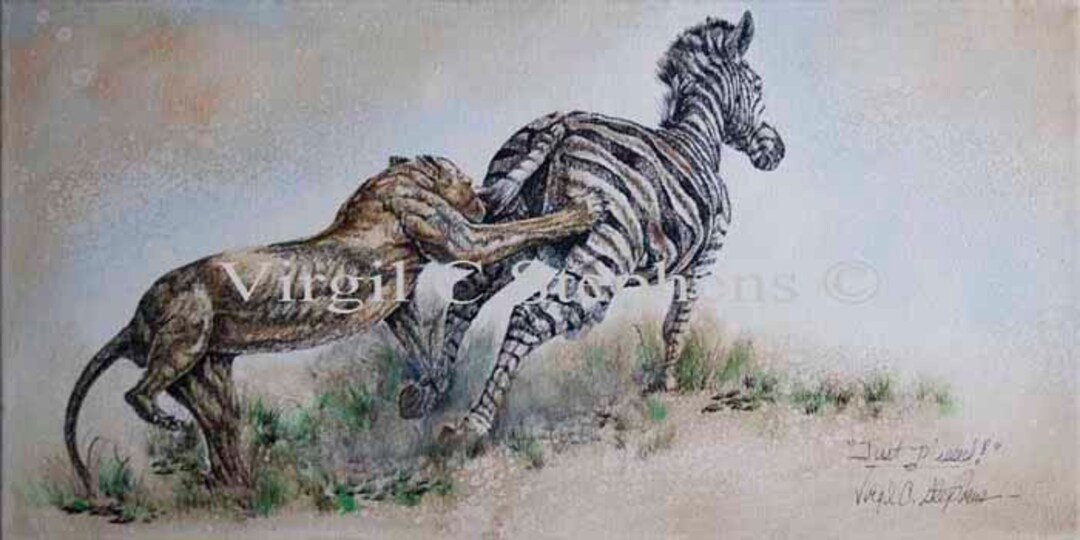 Lion Chasing Zebra