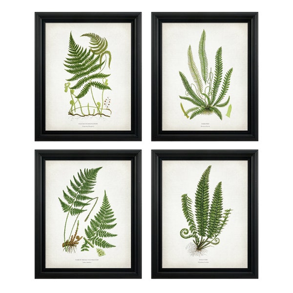 Fern Prints - Etsy