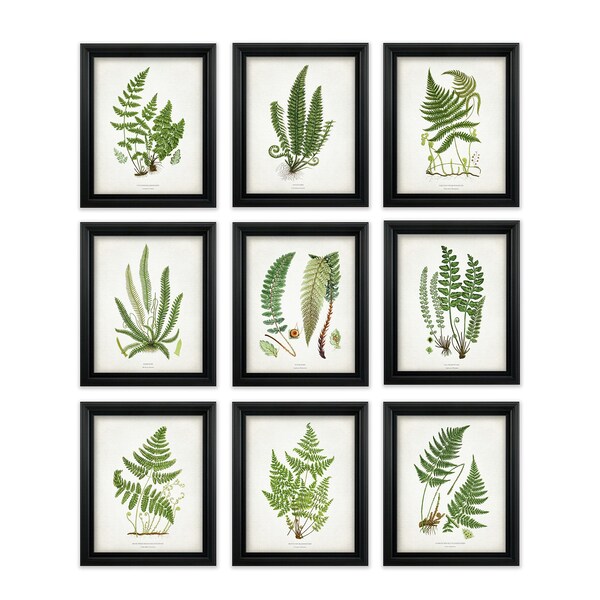 Fern Print - Etsy