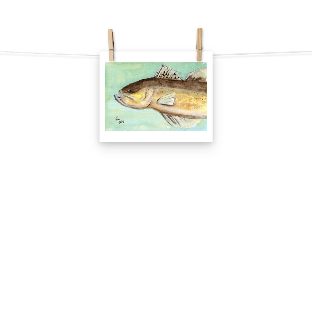 Watercolor Walleye Art Print for Fish and Fishing Lovers (choose a Size ...