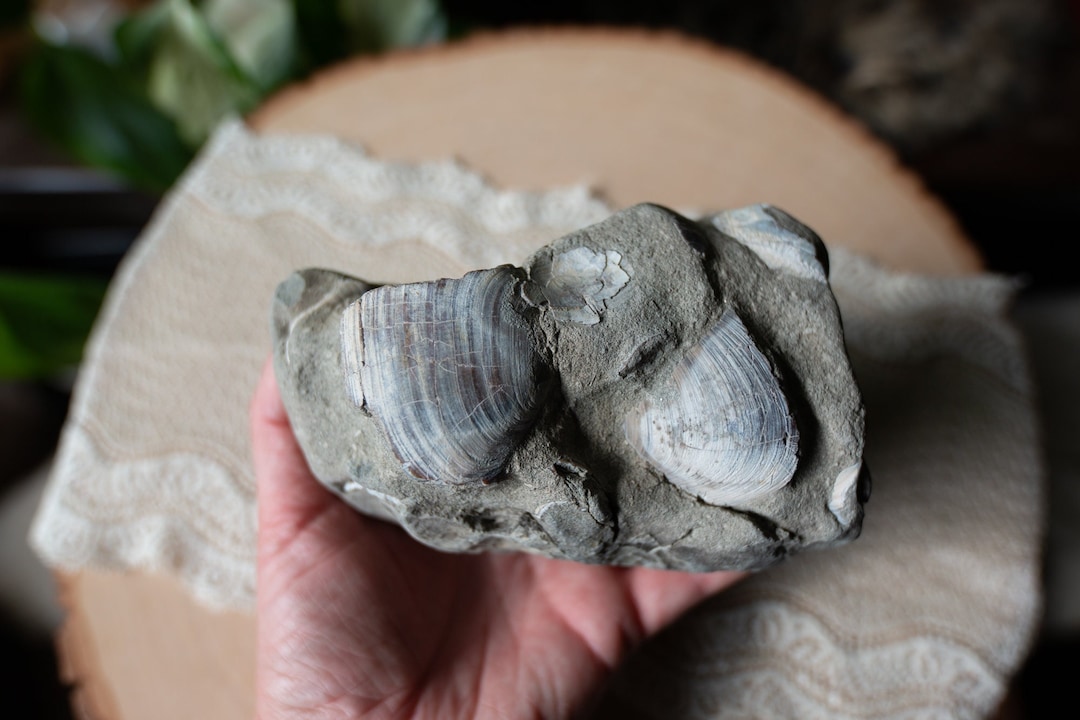 Large Oregon Fossil Specimen Bivalves Fossilized Sea Shells Mixed ...