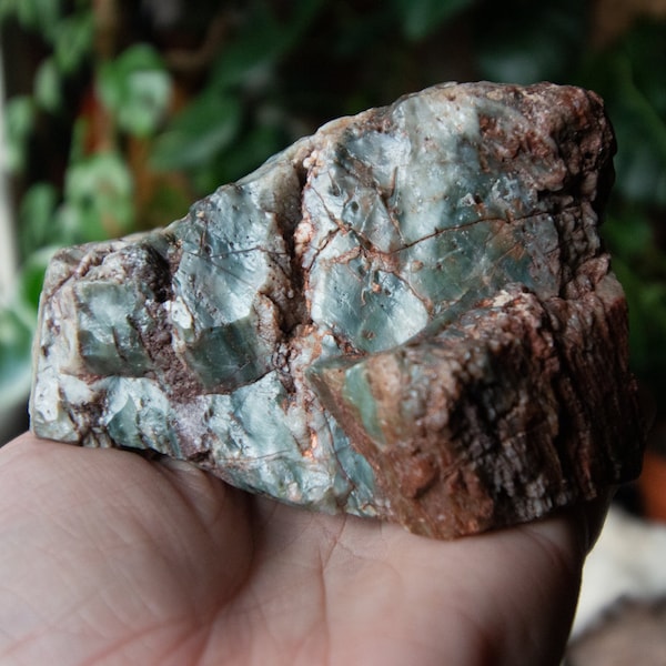 Petrified Wood Limb Cast - Etsy