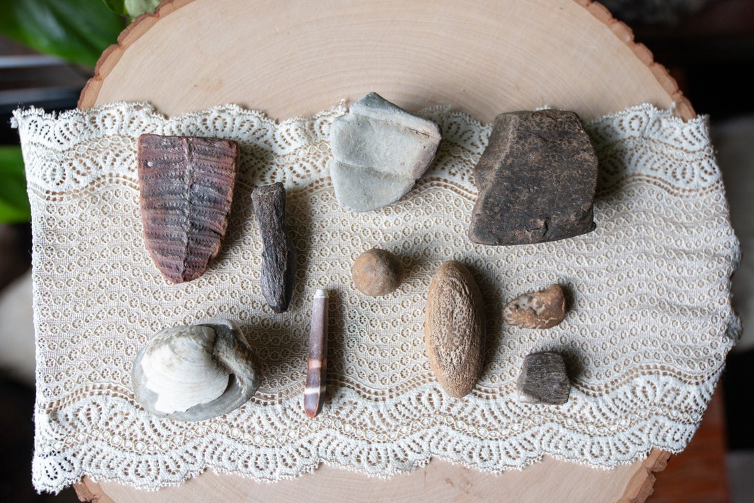 Mixed Fossil Lot Clam Fossil Fern Fossil Unknown Oregon Fossils Instant ...