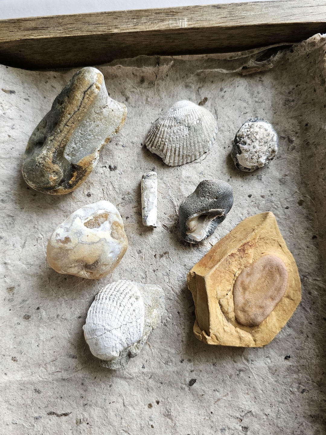 Wildish Oregon Ocean Agates Sea Shell Fossil Clam Fossil Stones From ...