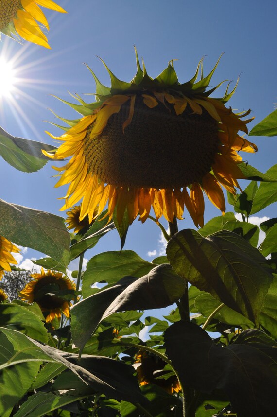 Items similar to Buttonwood Farm Sunflower on Etsy