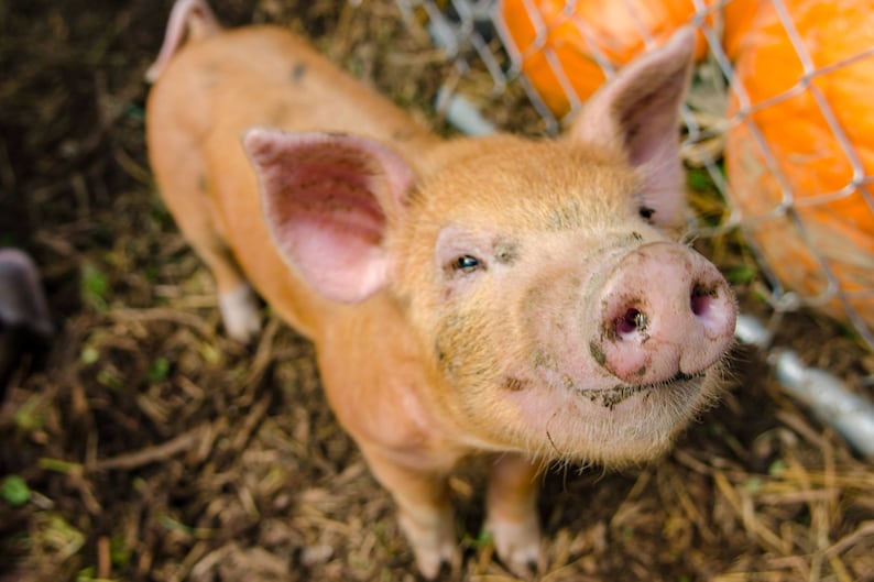 Pig Farm Photo Pennsylvania Pork Bacon - Etsy