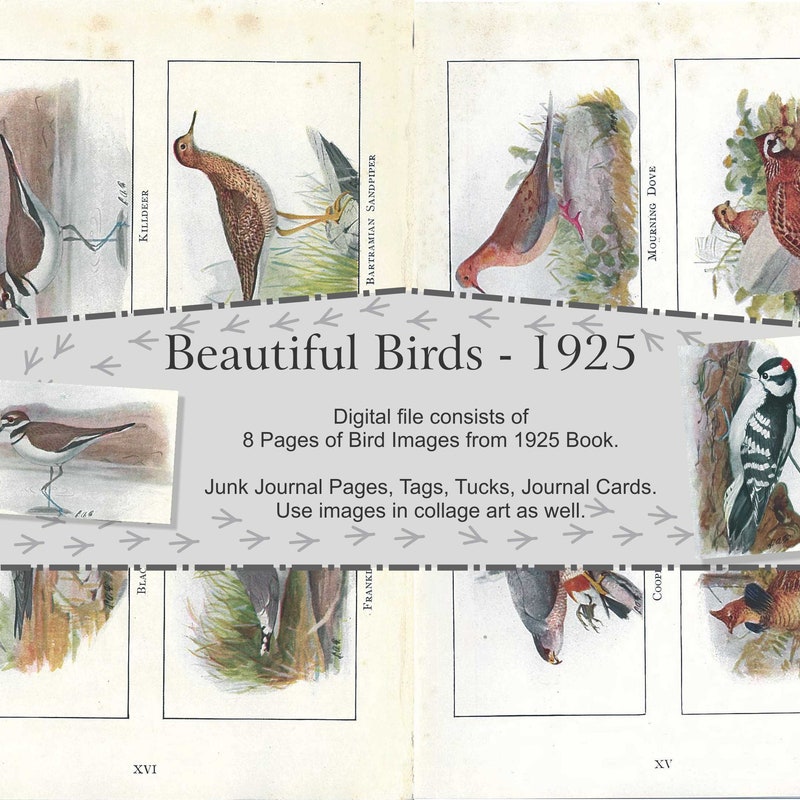 Vintage Bird Book - Etsy