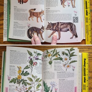 Rd's North American Wildlife Book With 2000 Beautiful Illustrations of ...