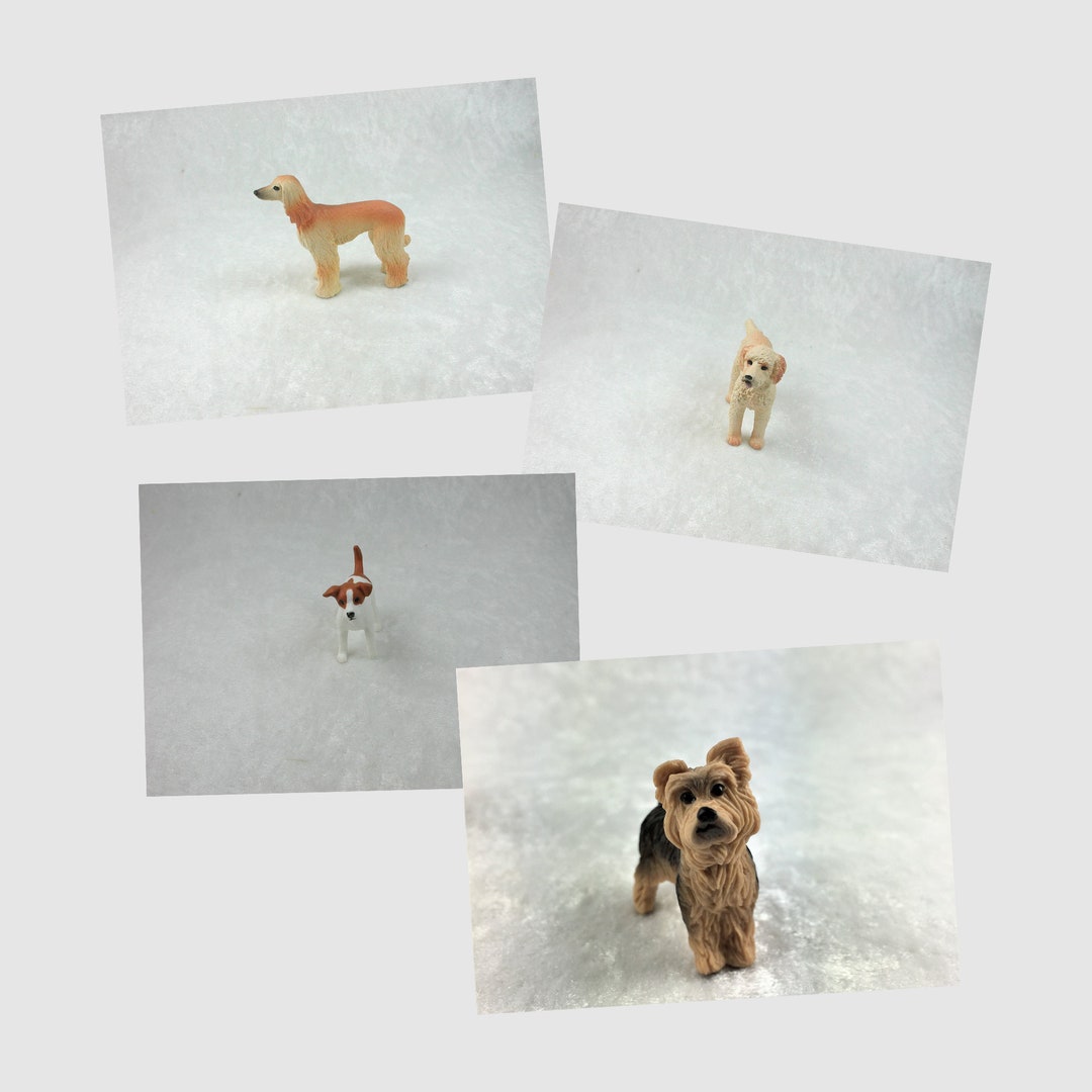 Jack Russel, Royal Poodle, Yorkshire, Fox Terrier, Bull Terrier ...