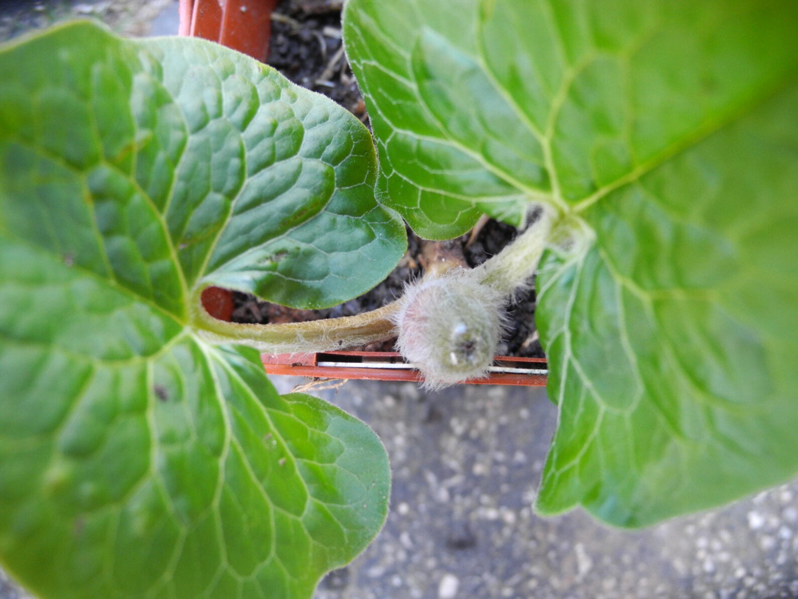 Bare-root Wild Ginger Plants - Etsy