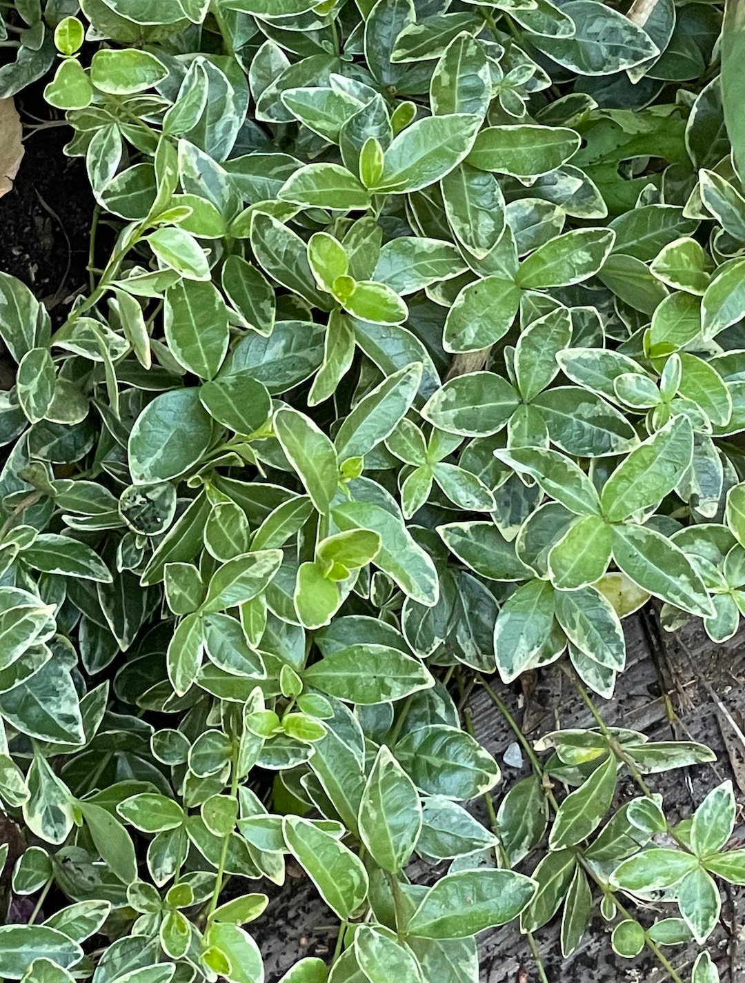 Bare Root Variegated Vinca Minor-periwinkle - Etsy