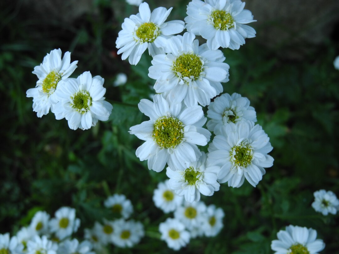 Bare-root Bulk Feverfew Plants - Etsy